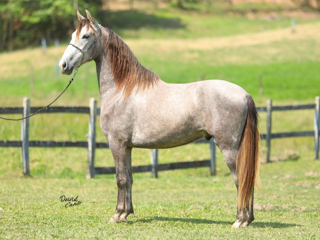 LOTE 12 | ZIDANE SANTA AMELIA (LEILÃO VIRTUAL HARAS SANTA AMÉLIA ...